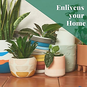 HOUSE PLANT SHOP | Air Purifying Variety Bundle - 3" Pot | Live Indoor Plant | Easy to Care | Natural Décor Plant | Great Gifts | Free Care Guide