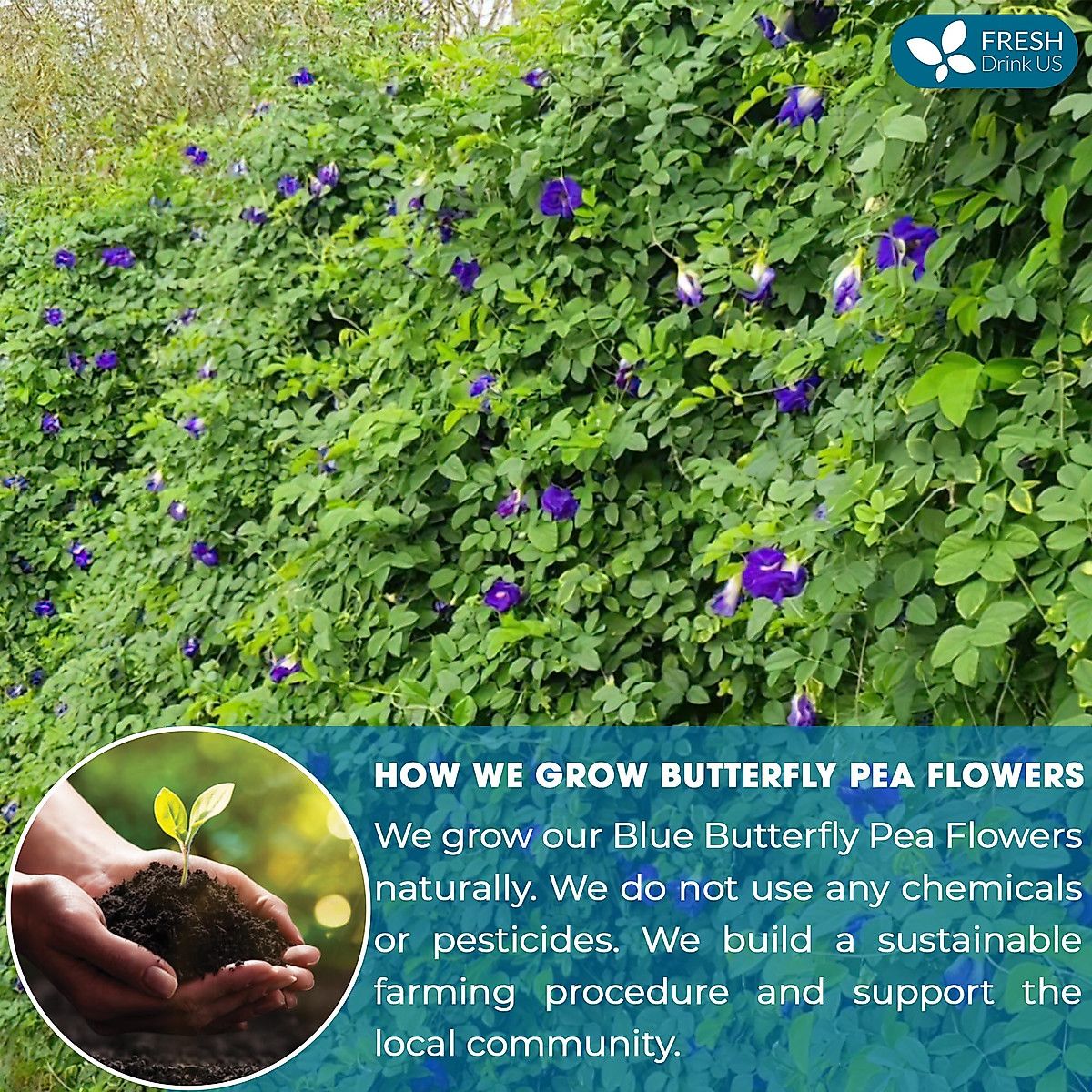 FreshDrinkUS, Premium 1010+ Butterfly Pea Flowers, 100% Natural & Pure from Whole Blue Butterfly Pea Flowers, Wildcrafted, Dried Blue Butterfly Pea Flowers Herbal Tea, No Gluten, Vegan