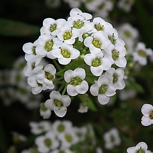 Sweet Alyssum Seeds - Tall White - 1 Pound - White Flower Seeds, Heirloom Seed Attracts Bees, Attracts Butterflies, Attracts Pollinators, Fragrant, Container Garden