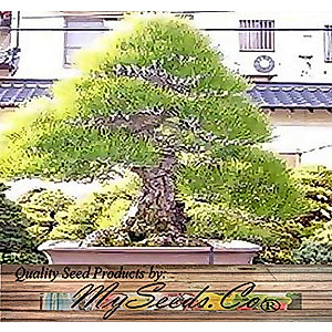 Big Pack Bonsai Tree Seeds - Japanese Black Pine Tree (150 Seeds), Pinus thunbergiana Pine Tree Seeds - Non-GMO Seeds by MySeeds.Co (Big Pack - Japanese Black Pine)