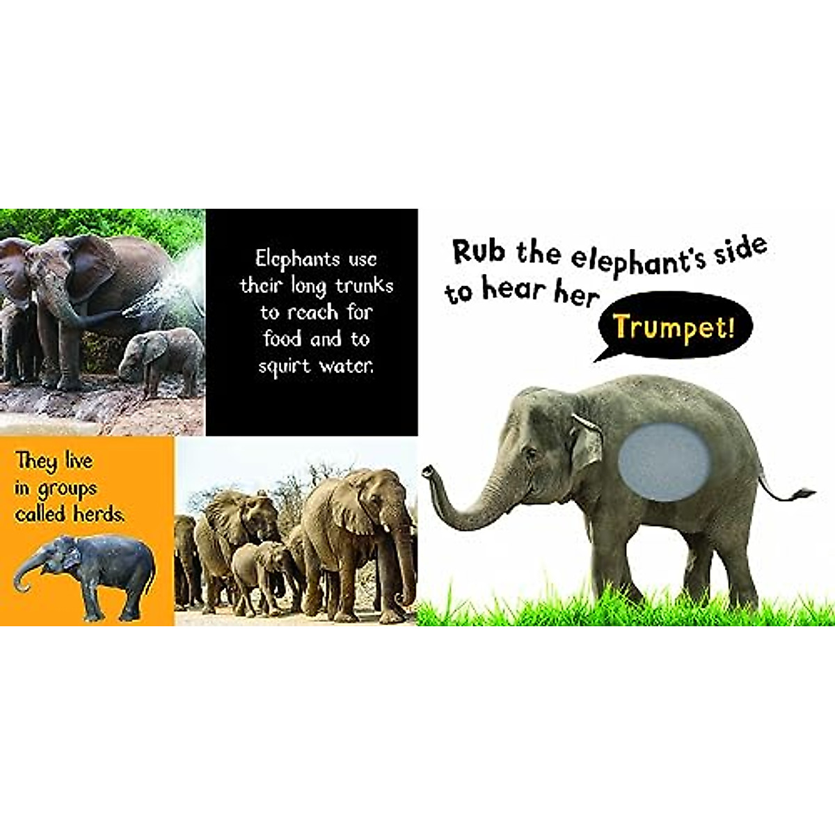 Noisy Animals: Includes Six Sounds! (My First)