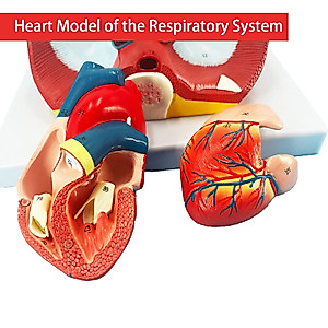 Veipho Human Lung Model, Respiratory System Model with 51 Parts Indication Signs, 7 Removable Parts Life Size Lung Model, Lung Anatomical Model for Study, Includes Heart and Throat & Base and Chart