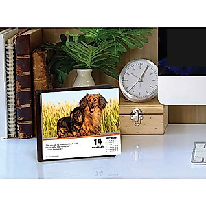 What Dogs Teach Us 2021 Box Calendar