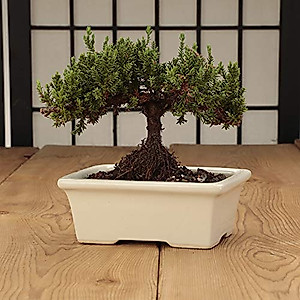 Glazed Ceramic Bonsai Pot - Decorative Planter for Dwarf Trees, Succulents, Small Plants - Perfect Pot for Indoor and Outdoor Gardens, Table Centerpieces and Windowsill Decor - White Rectangle