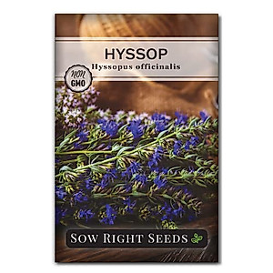 Sow Right Seeds - Anise Hyssop Seed for Planting - Medicinal Herb to Plant in Your Home Garden - Attracts Pollinators - Stunning Purple Flowers - Non-GMO Heirloom Seeds - Great Gardening Gift