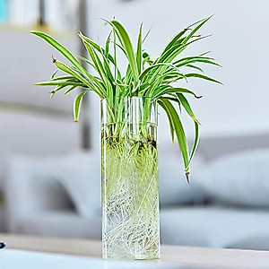 Fasmov 6 Pack Wall Hanging Glass Planters Plant Terrarium, Plants Holders Air Plants Succulents Planters Flowers Glass Wall Vase Containers for Plant, Decoration and Display, Square Vase, Clear