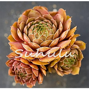 200 Pcs Sale!Hens And Chicks Succulent Mix Seeds (Sempervivum Hybridum) Bonsai Plant Flower Seeds For Home Garden 16