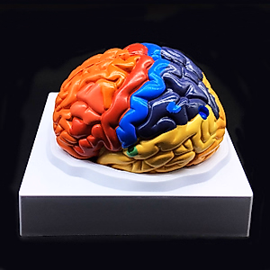 Human Brain Model,Color-Coded Partitioned Brain，2 Parts, Anatomically Accurate Brain Model Life Size Human Brain Anatomy for Science Classroom Study Display Teaching Medical Model