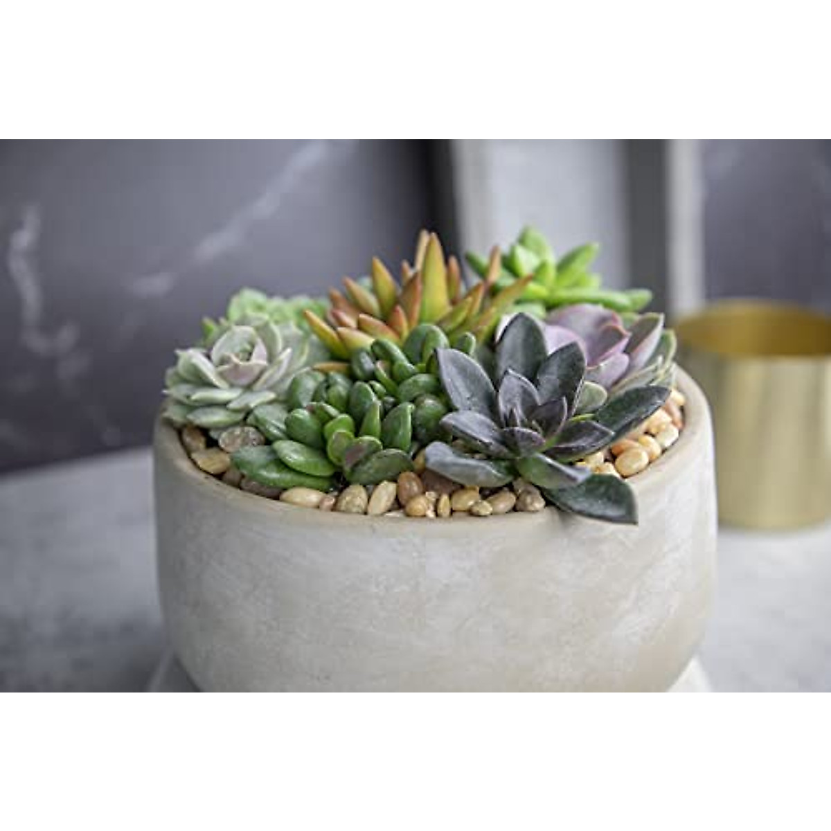 Succulents Plants Live (6PK) Potted Succulent Plants Live House Plants, Cactus Plants Live Plants Indoor Plants Live Houseplants, Indoor Plant Succulents Live Plant House Plant by Plants for Pets