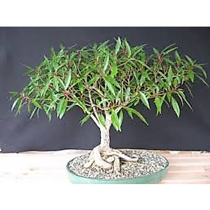 Bonsai Globe Willow Tree - Large Thick Trunk Cutting - Naturally Round & Symmetrical Canopy - Indoor Outdoor Live Bonsai Tree Plant