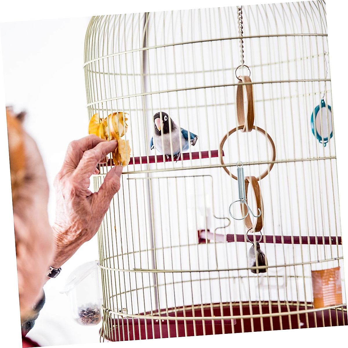 Balacoo 10 Pcs cage Door Spring Hook Critter Nation cage Metal Clothes Hanger Finger Spring latches Metal Hangers cat cage latches Birds cage Hook Stainless Steel Guinea Pig Dedicated