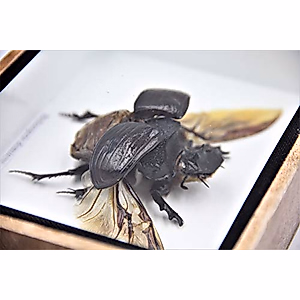 Real Exotic Elephant Dung Beetle (Heliocopris dominus (Bates, 1868) Open Wings Female – preserved taxidermy insect bug collection framed in a wooden box as pictured