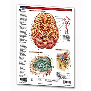 Permacharts Human Brain Chart - Laminated Medical Guide