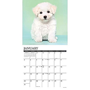 Just Bichons Frises 2021 Wall Calendar (Dog Breed Calendar)