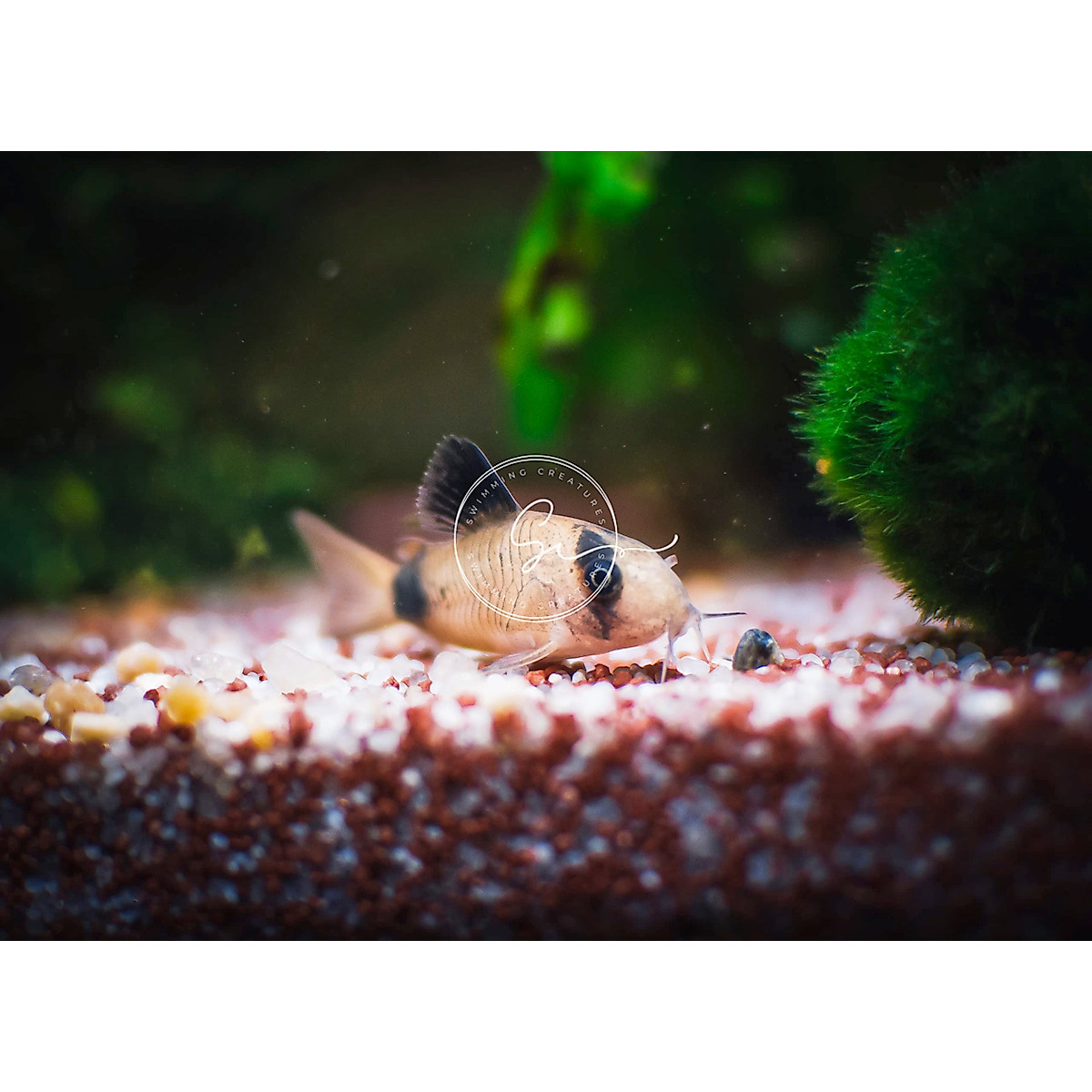 Swimming Creatures 5 Panda Corydoras, Panda Corycats, Freshwater Aquarium Catfish, Live Aquarantee