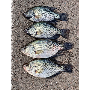 MITOBASS Crappie Lures 60Pcs Kit - 50 Small Shad, 10 Jig Heads for Crappie Fishing Lures