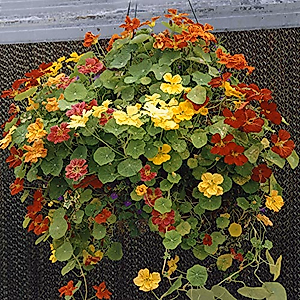 Outsidepride Tropaeolum Nasturtium Flower Seed Mix Climbing Flowering, Dwarf - 1/4 LB