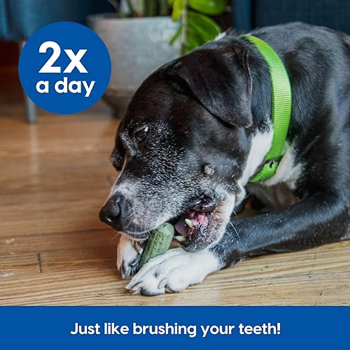 Ark Naturals Gray Muzzle Brushless Toothpaste, Senior Dog Dental Chews for Large Breeds, Vet Recommended for Plaque, Bacteria & Tartar Control, 1 Pack