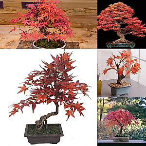 Japanese Red Maple Bonsai Tree Seeds | 30+ Seeds | Highly Prized for Bonsai, Japanese Maple Tree Seeds