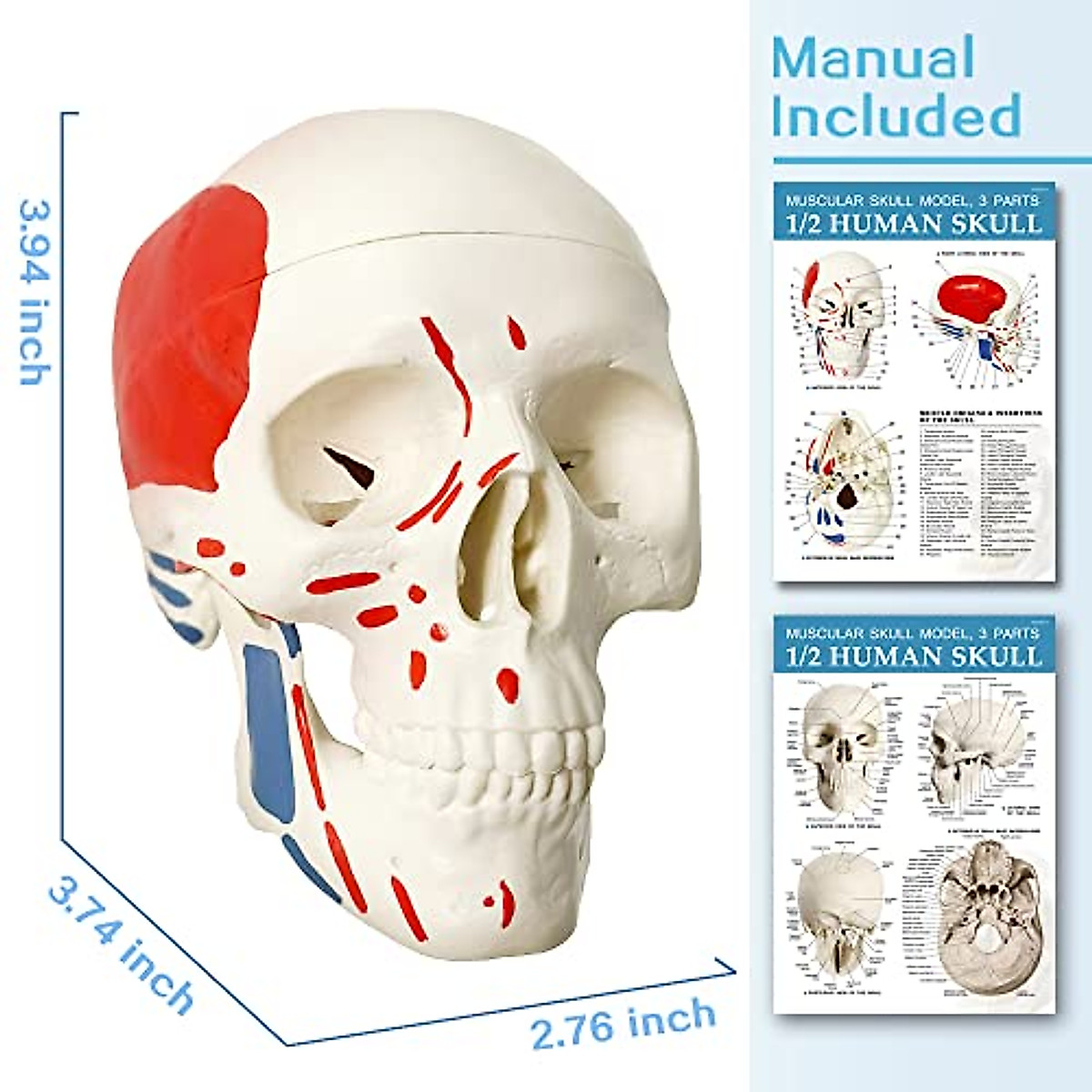 Mini Human Skull Model W/Muscle Insertion and Origin Painted, 3 Parts Palm-Sized Anatomy Skull Model with Removable Skull Cap & Full Set Teeth, School Teaching-Learning Tool