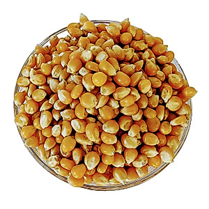 Mushroom Popcorn kernels by Medley Hills farm in Reusable Container 1.7 Lbs. - Gourmet popcorn kernels for popcorn machine - Gluten Free - Non GMO