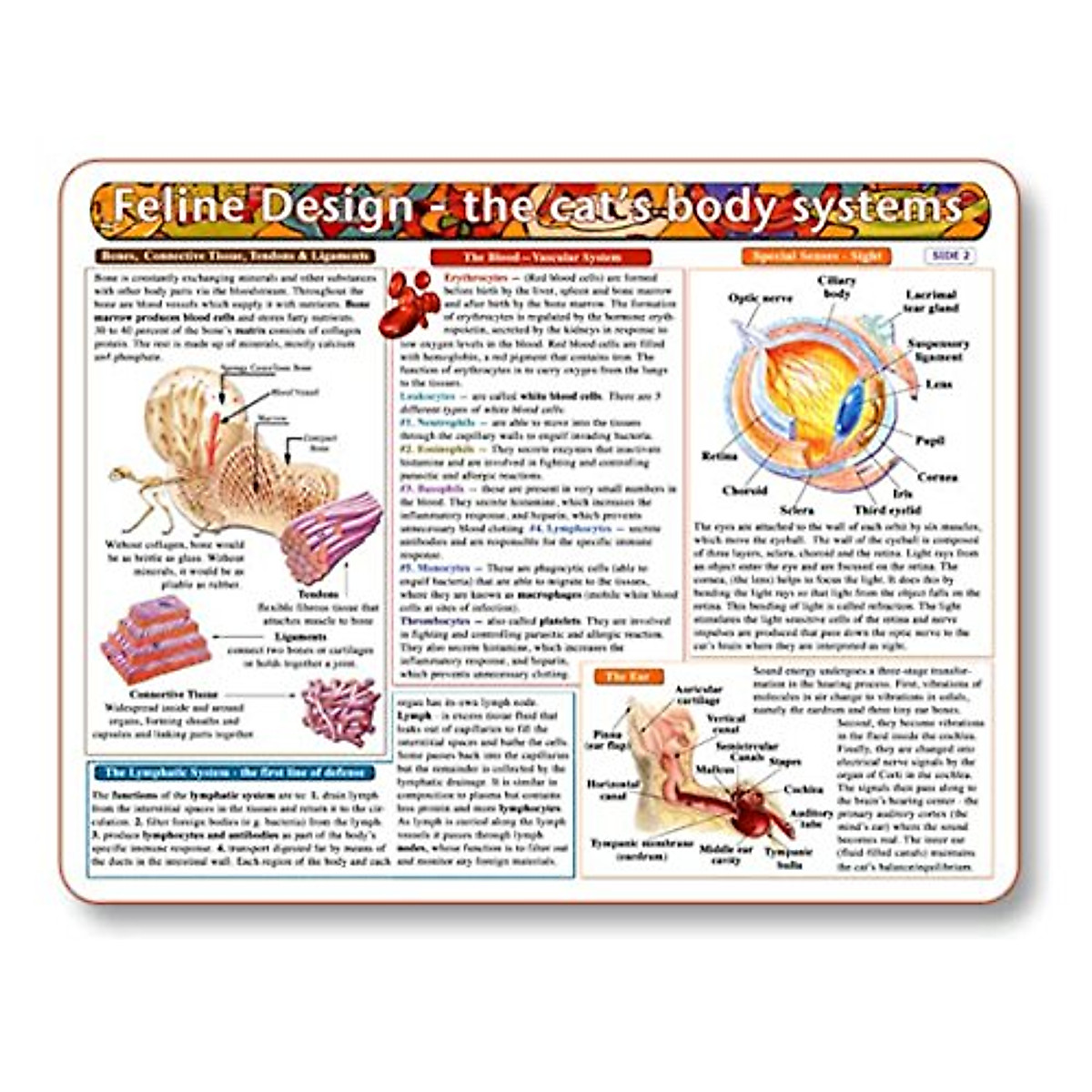 Feline Design-The Cat's Body Systems - A Double-Sided, Laminated Cat Anatomy Chart: A Learning and Teaching Chart