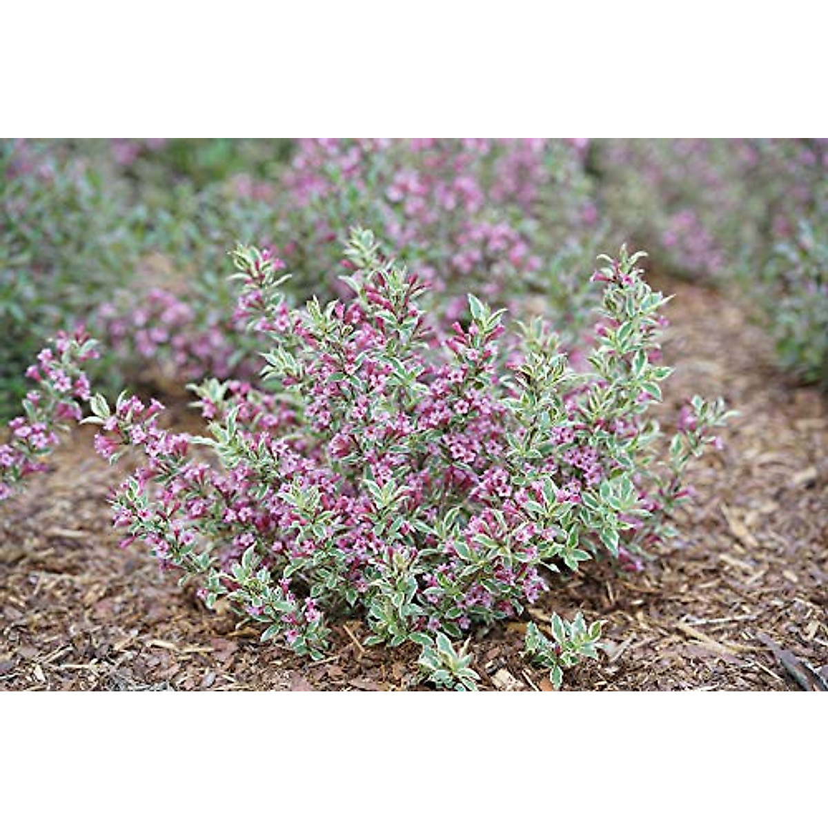 4.5 in. Quart My Monet Purple Effect (Weigela) Live Plant, Purple Flowers