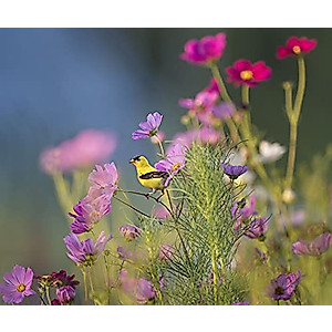 Garden State Parkway Wildflower Seeds - Annuals - Attracts Birds and Butterflies