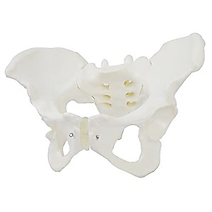 Female Pelvis Model, Life Size Female Pelvic Skeleton Mode, Female Anatomy Model for Science Education, Hip Bone Pelvic Model Female Anatomical Model