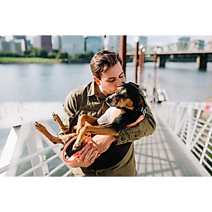 Silver Biotics Pet Vet Immune Support | Enhances The Immune Response in Pets | 16 Fl Oz