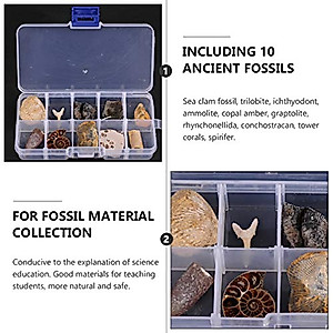 Hemobllo Fossil Specimens Collection Set, 10PCS Paleontology Fossil Specimens, Trilobite Amber Fossil Educational Science Kits, Creative Science Decoration Stone