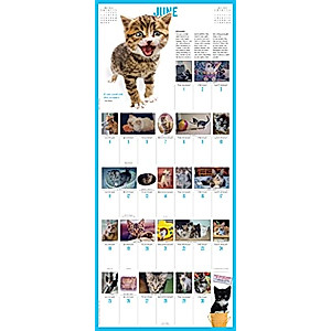 365 Kittens-A-Year Picture-A-Day Wall Calendar 2023: Absolutely Spilling Over With Kittens