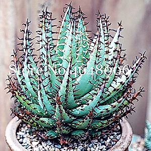 Dichondra Fresh 120 Pcs Aloe Vera Plant Seed for Planting White Green