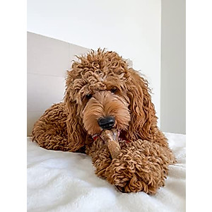 Nylabone Healthy Edibles Natural Dog Chews Long Lasting Bacon Flavor Treats for Dogs, Medium/Wolf (2 Count)