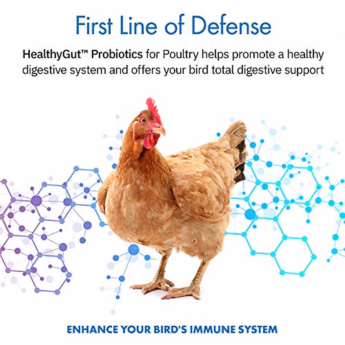 Equa Holistics HealthyGut Probiotics for Chickens & Poultry, All-Natural Digestive System Dietary Supplement (30 Scoops)