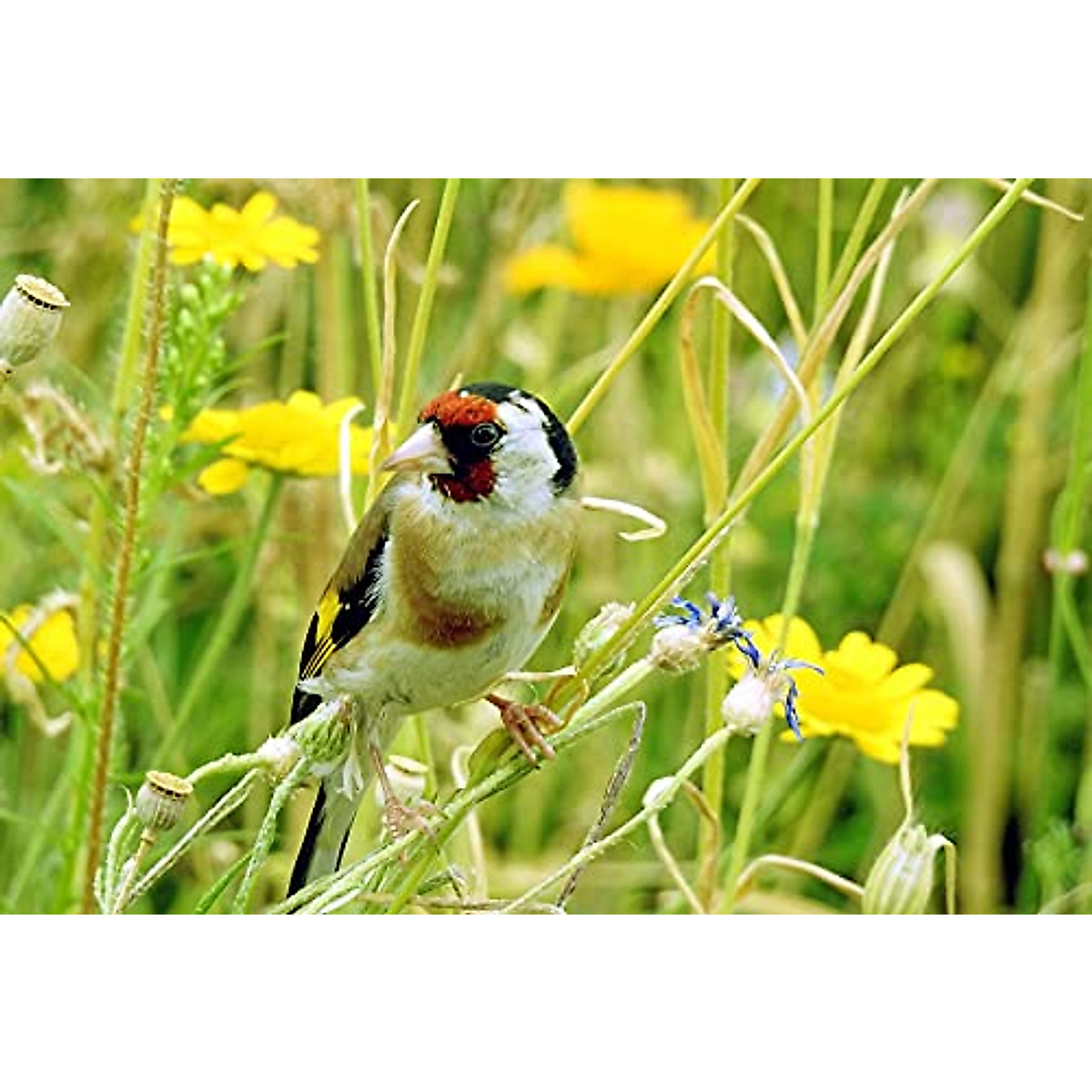 Garden State Parkway Wildflower Seeds - Annuals - Attracts Birds and Butterflies