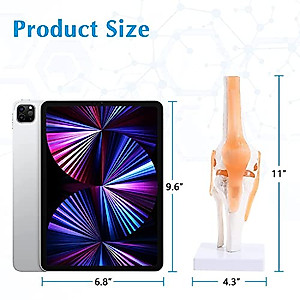 SKUMOD Anatomical Medical Knee Joint with Ligaments Model, Life-Size, for Medical Teaching Students Study Science Education