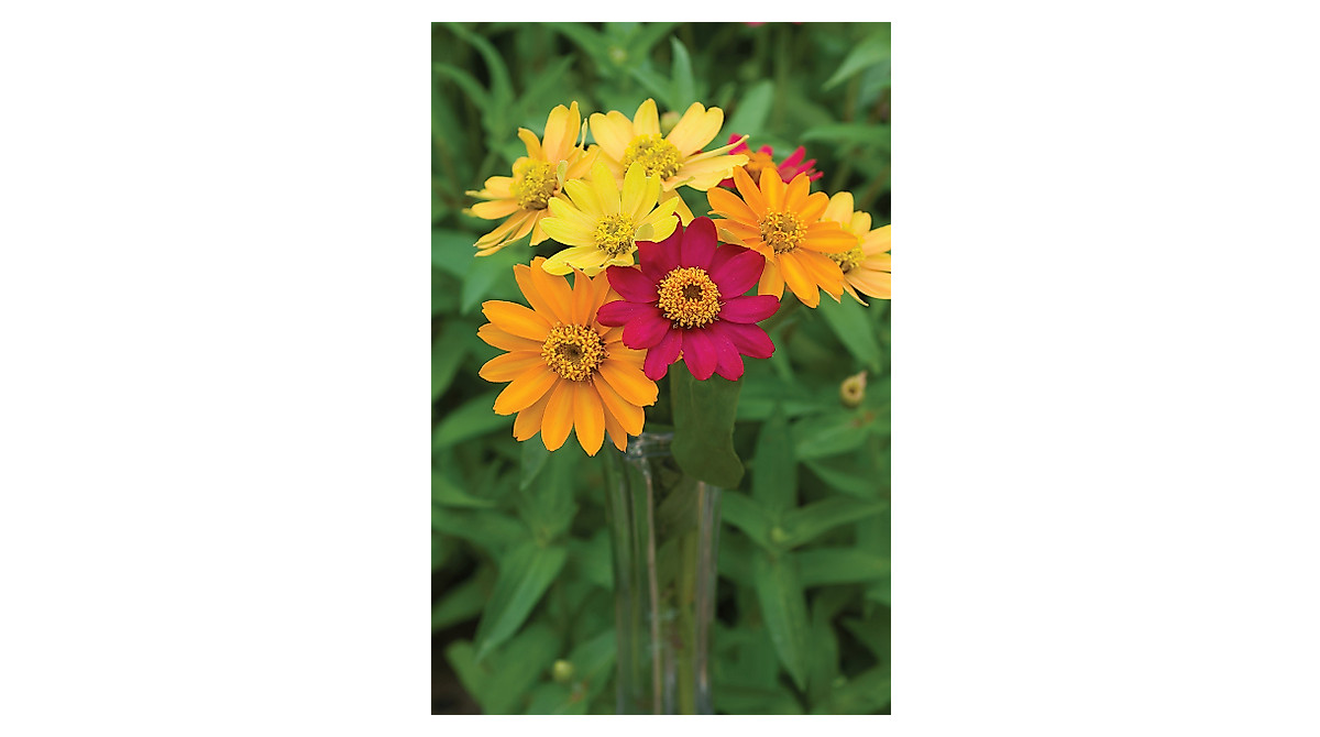 Buy Burpee Pinwheel Mix Zinnia Seeds for Long-Lasting Blooms