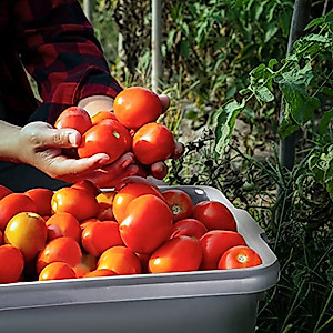 Plastic Commercial Bus Box/Utility Box 13L with lid, Grey Wash Basin Tote Box, Lidded Food Service Bus Tub, 3-Pack