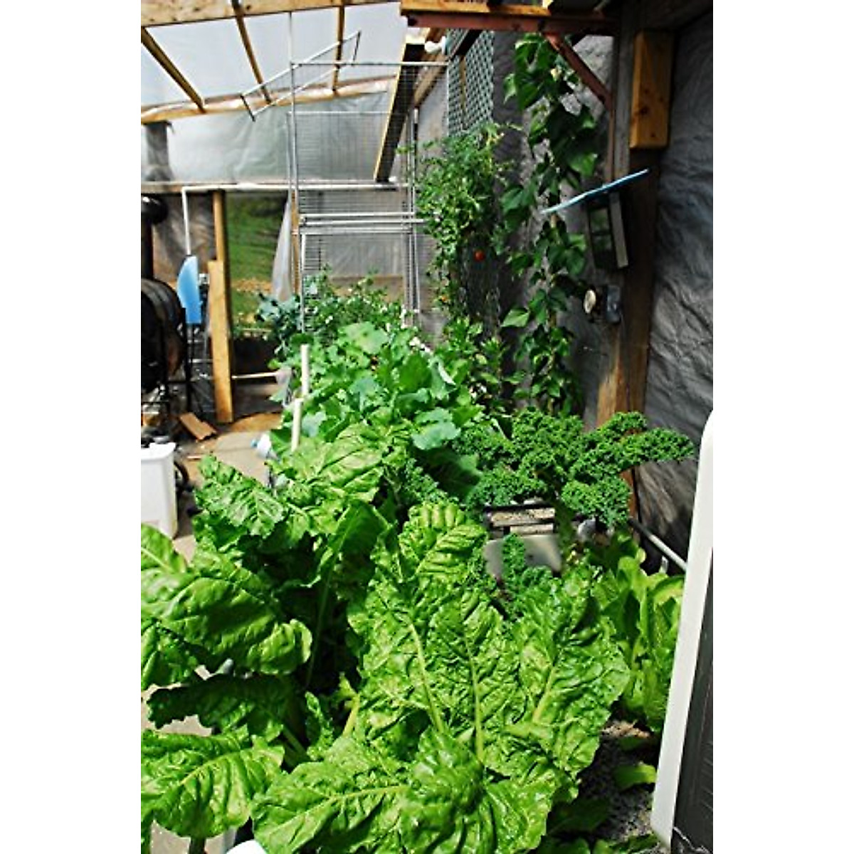 Aquaponics Bell Siphon Kit For IBC Growbed 12" Media: Easily Adjustable! Over 7000 Siphons Sold Worldwide So Buy With Confidence!