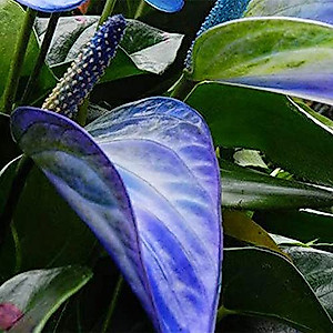 QAUZUY GARDEN 100 Seeds Blue Anthurium-Tailflower Flamingo Laceleaf Flower Seeds Tropical  Exotic Plant Purify Indoor Air Velvet Cardboard Easy to Grow & Maintain