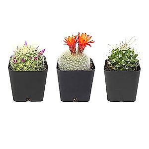 Cactus Plants (Mix of 3), Mammillaria Cactus Plants Live in Cactus Soil, Opuntia Cactus Live Plants, Cacti Plants Live, Cactus Décor Succulents, Cacti Décor Drought Tolerant Plants by Plants for Pets