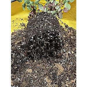 Organic Perlite Horticultural Soil Amendment for Plants and Enhanced Drainage Enhanced Growth (7 Quarts)