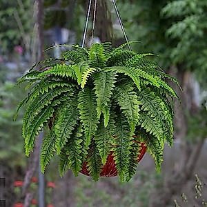 KEGYYLE Fake Ferns - Set of 2 Artificial Fern,35 Leaves for Each Bouquet - Indoor/Outdoor Faux Boston Fake Fern Bush Plant for Home, Office, Garden Decoration.33Inch…