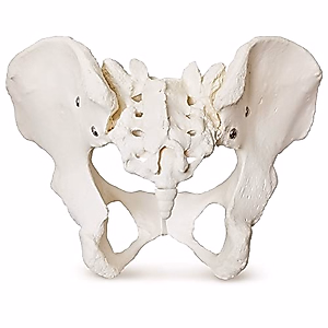 2023 New Female Pelvis Model,Life Size Female Pelvic Skeleton Model, Anatomy Medical Model for Science Education, Study of the Anatomical Features