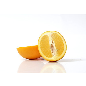 Meyer Lemon Tree Starter Plant. Citrus x meyeri. 3" - 5"