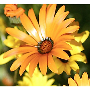 African Daisy Flake Flower Seeds, 1500+ Seeds Per Packet, (Isla's Garden Seeds), 85% Germination Rate, Non GMO & Heirloom Seeds, Scientific Name: Dimorphotheca sinuata