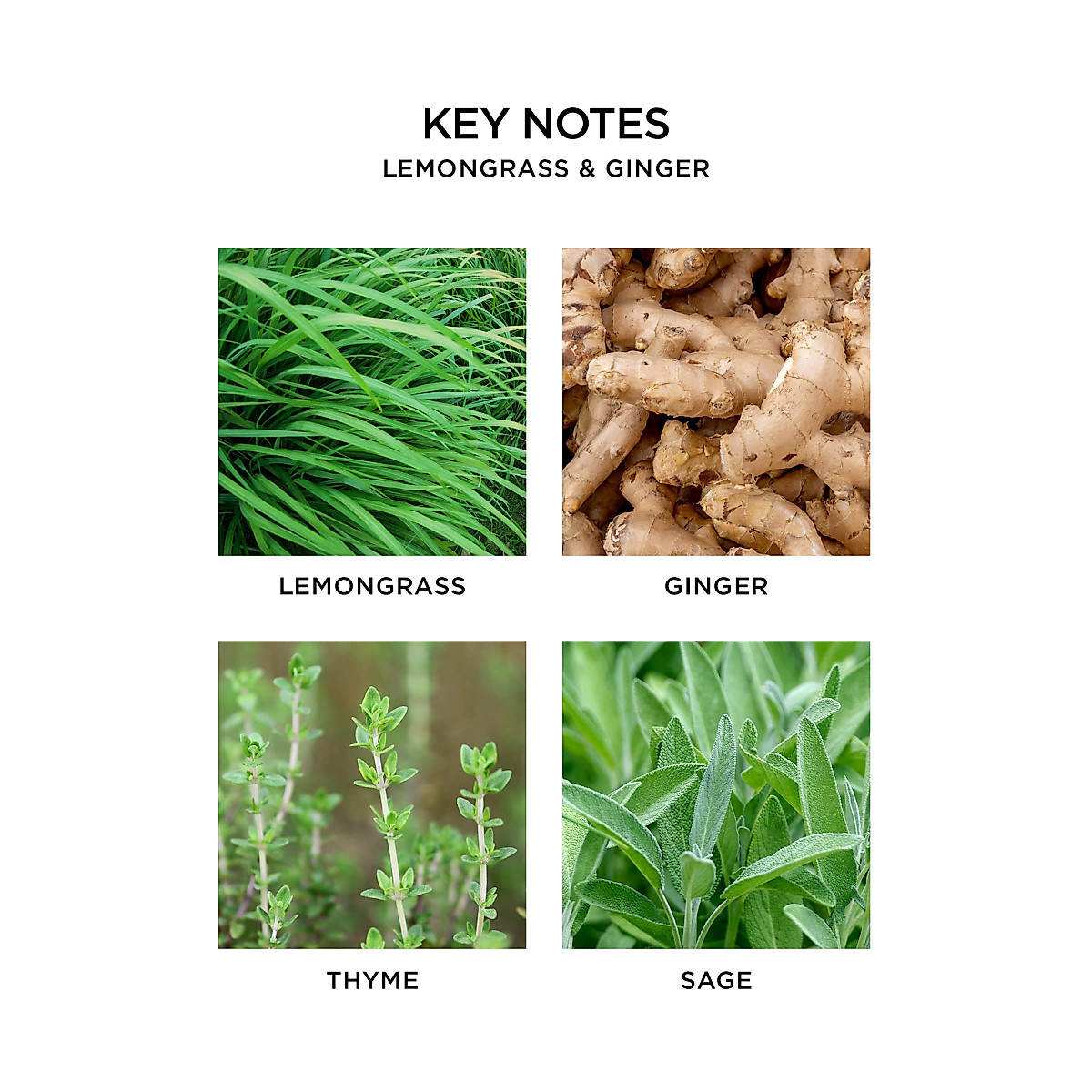 NEST Fragrances Lemongrass & Ginger Liquid Hand Soap, 10 Fl Oz