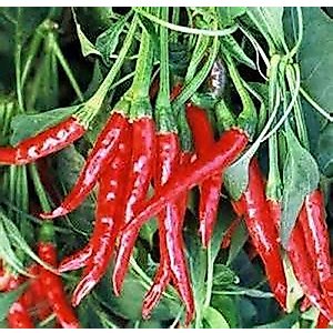 Pepper, Thai HOT Pepper Seeds, Heirloom, 100 Seeds, Very Spicy Great Fresh OR Dried