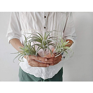 Artificial Air Plants Faux Succulents Plants Unpotted Small Tillandsia Look Real in Flocked Green Premium Crafting DIY Floral Decor for Home Garden Office Party, 3 pcs